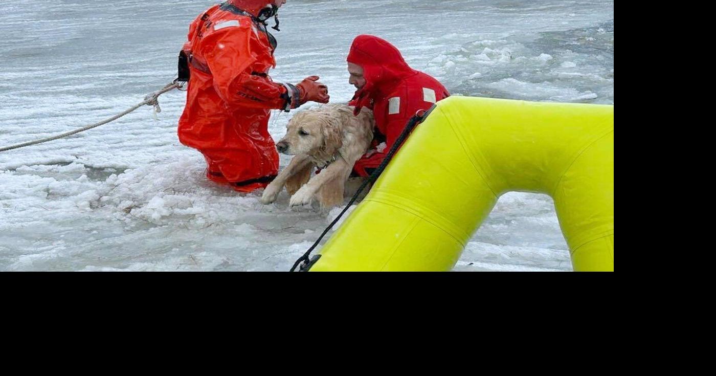 Rhode Island firefighters rescue a yellow Lab from an icy pond on New ...