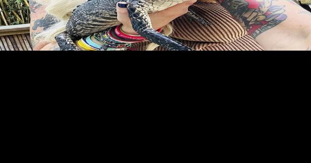 Gator with missing nose and upper jaw finds new home in Florida reptile ...