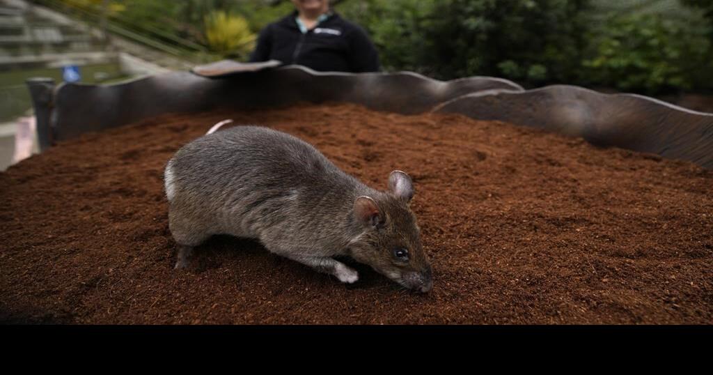 Rat ambassadors try to counter bad press amid NYC's rat war | World ...