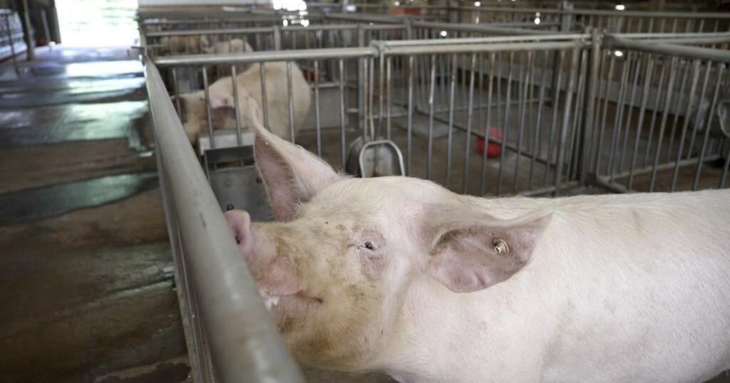 Meet some of the world's cleanest pigs, raised to grow kidneys and ...