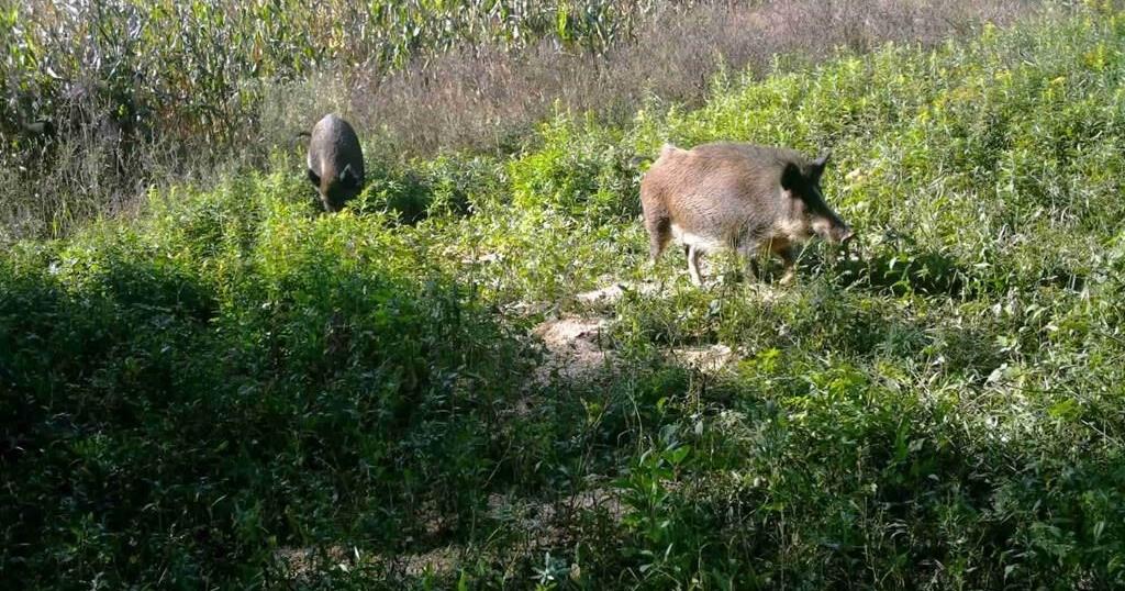 Quebec catches one of two wayward wild boars on the loose since ...