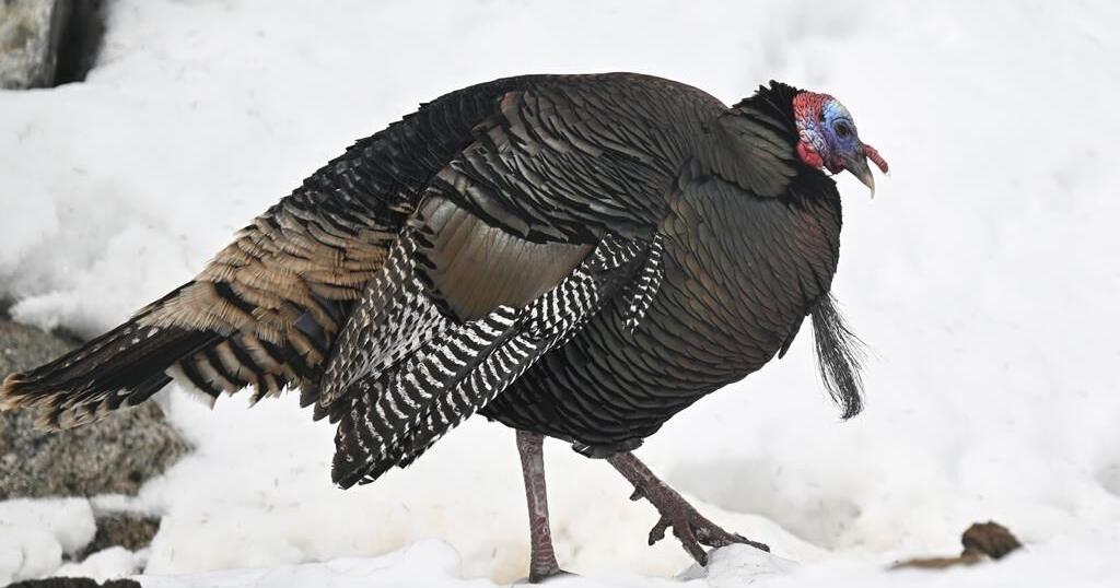 Wild turkey breaks into Quebec long-term care home, a sign of ...