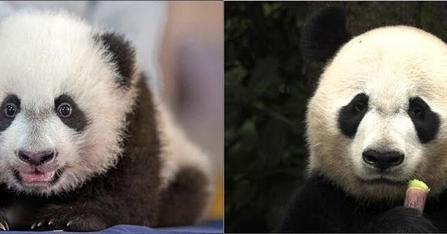 The winner in China's panda diplomacy: the pandas themselves | Science ...