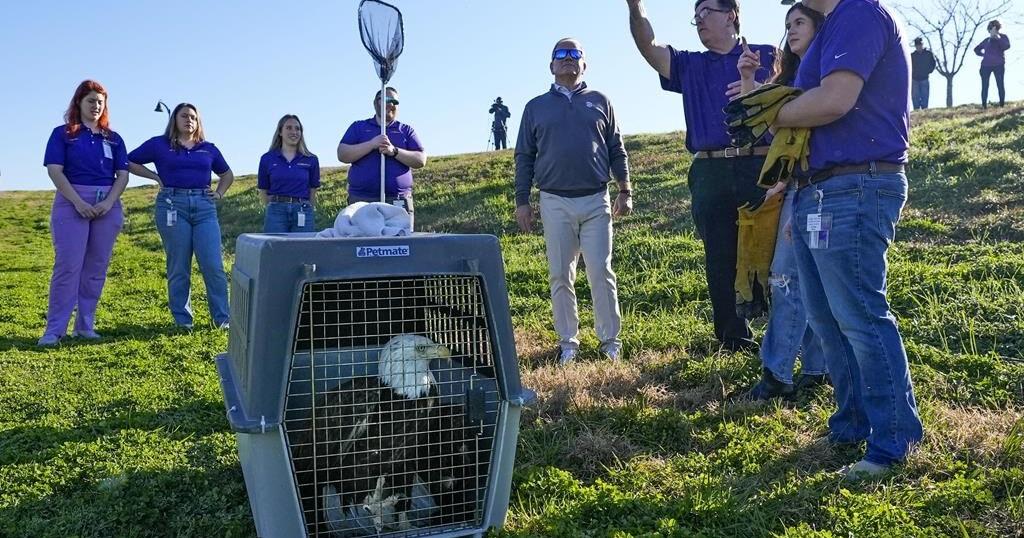 LSU football coach Brian Kelly releases bald eagle, treated by the ...