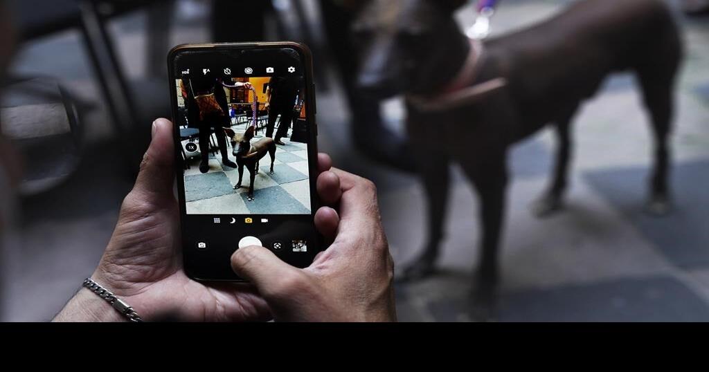 Dog owners tout Xolos' loyalty and sacred underworld history | World ...