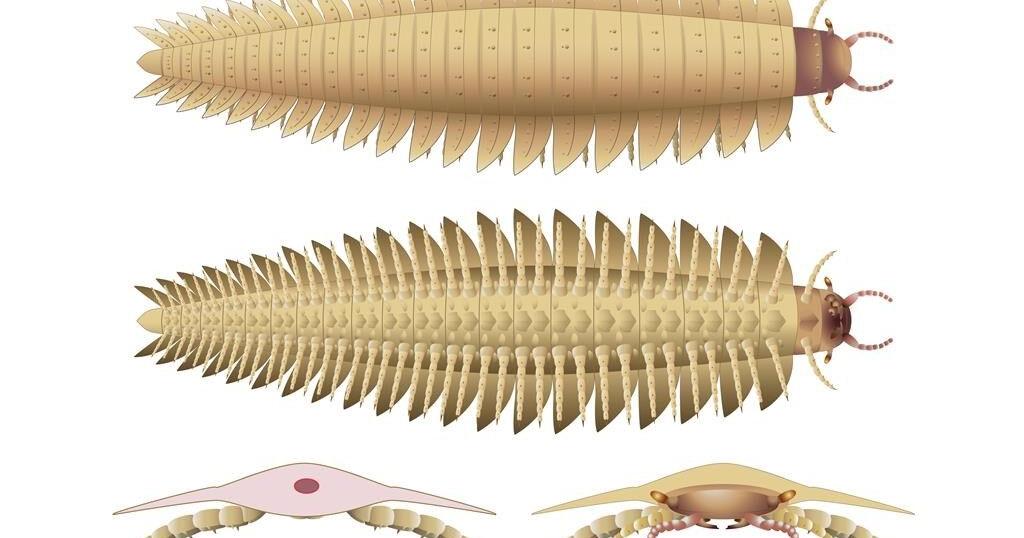 Scientists recreate the head of this ancient 9-foot-long bug | Science ...