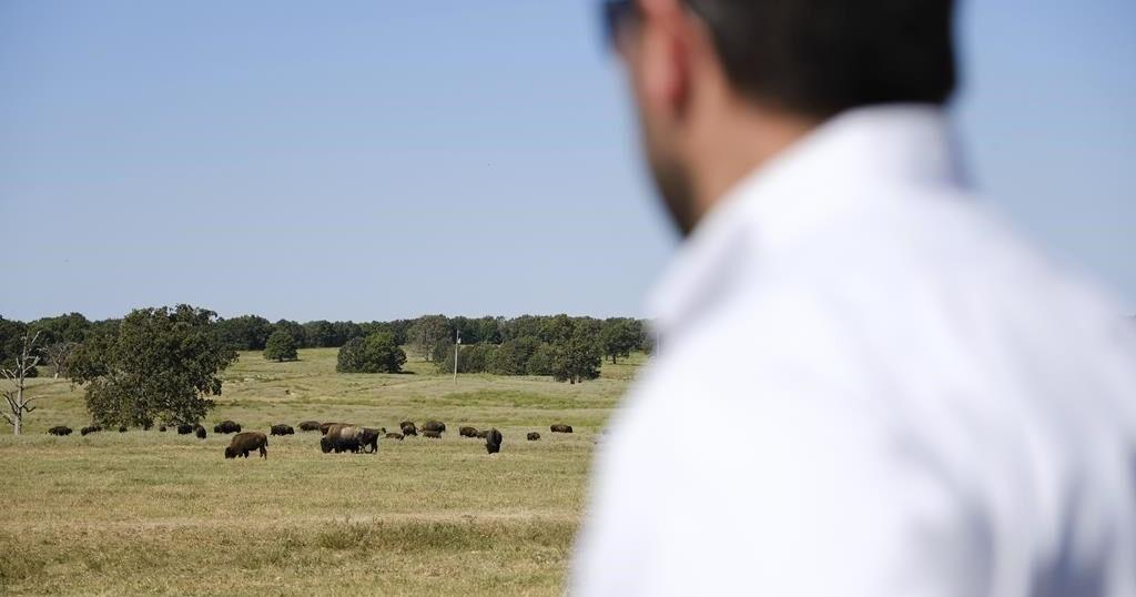 Bison's relocation to Native lands revives a spiritual bond | World ...