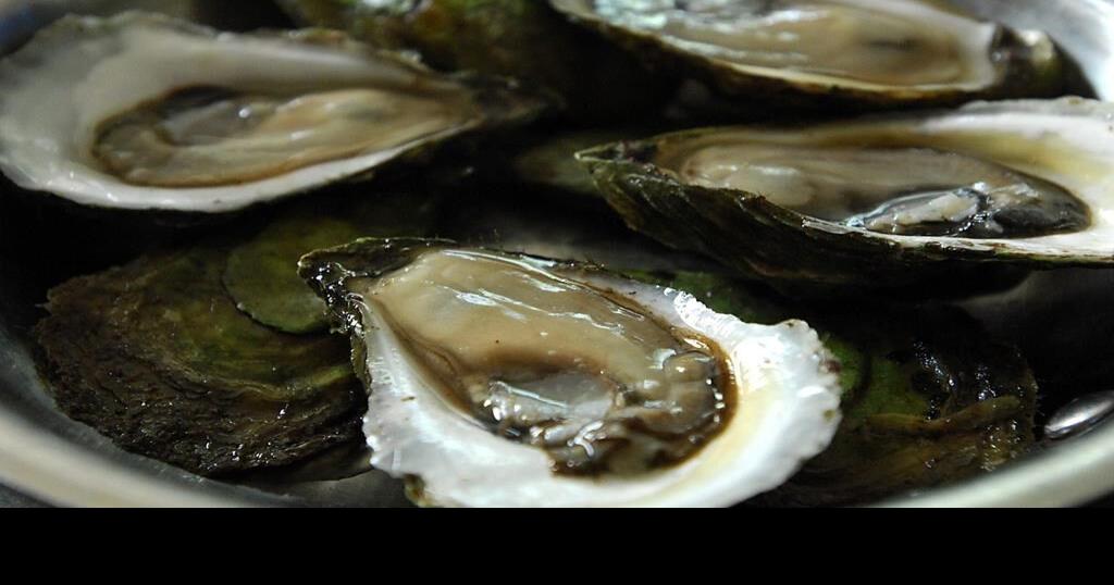 'Possible' spread of oyster parasite MSX to New Brunswick's east coast ...