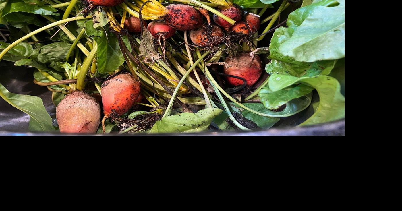 How to cook, freeze or pickle plant scraps instead of throwing them ...