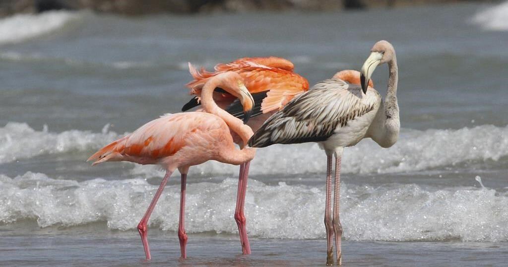 Flamingos in Wisconsin? Tropical birds visit Lake Michigan beach in a ...