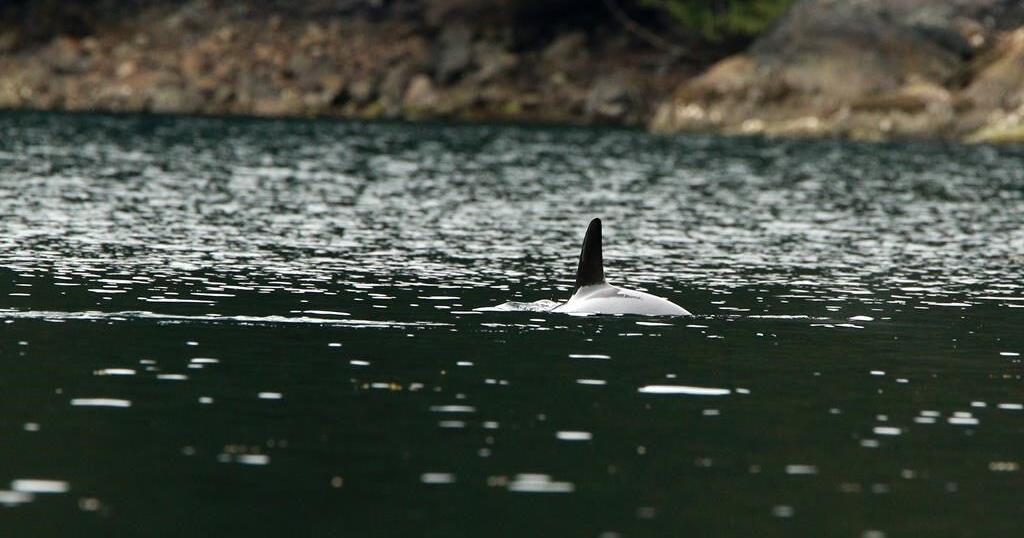 Survival clock ticks for trapped B.C. orca calf, as gear arrives for ...