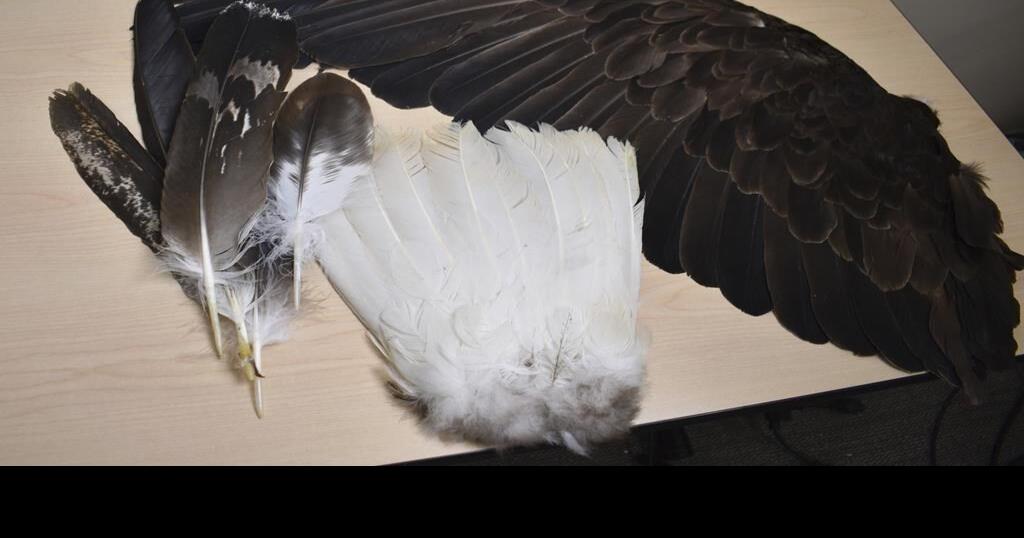 Poachers are exploiting the high demand for eagle feathers that are ...