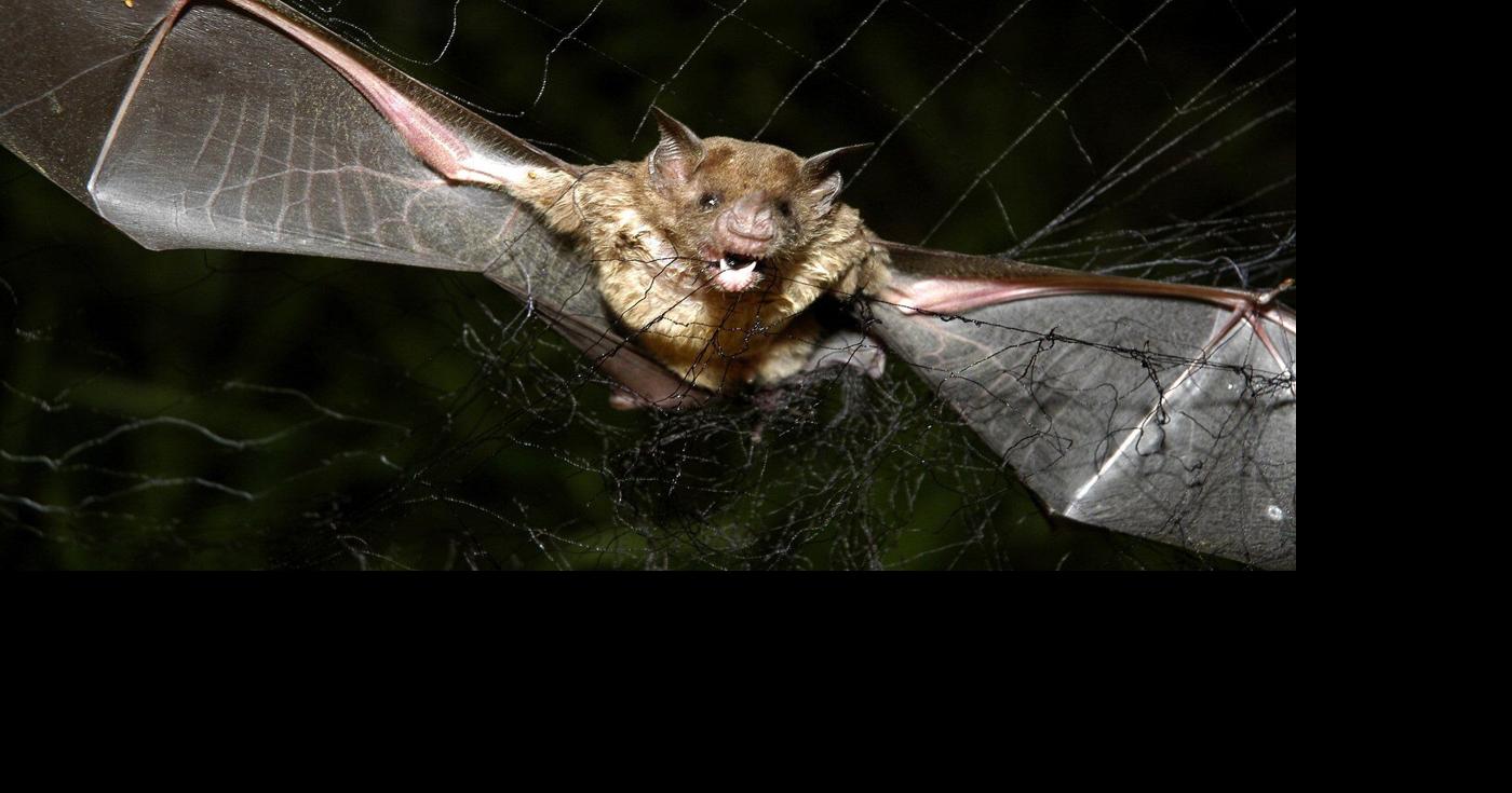 How tiny drones inspired by bats could save lives in dark and stormy ...
