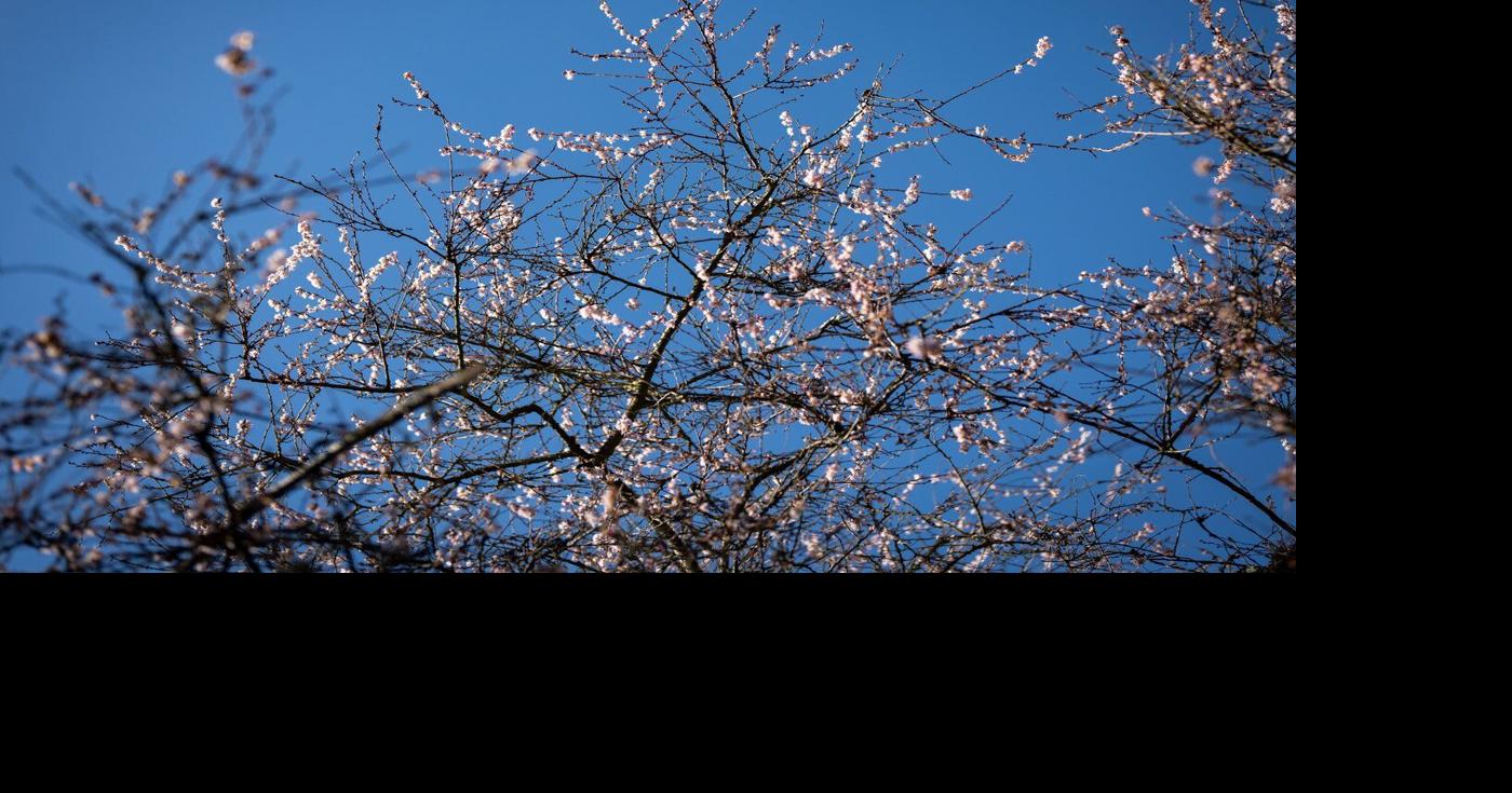 Will this be Vancouver's first snow-free winter in 43 years? | Sports ...
