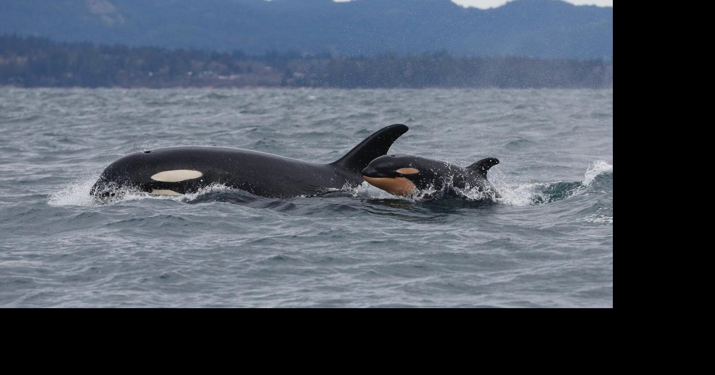 Southern resident killer whales show signs of slow decline toward ...