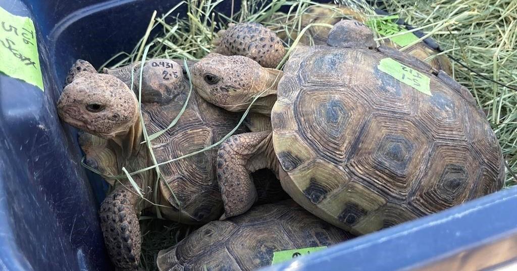 Biologists in slow and steady race to help North America's largest and ...