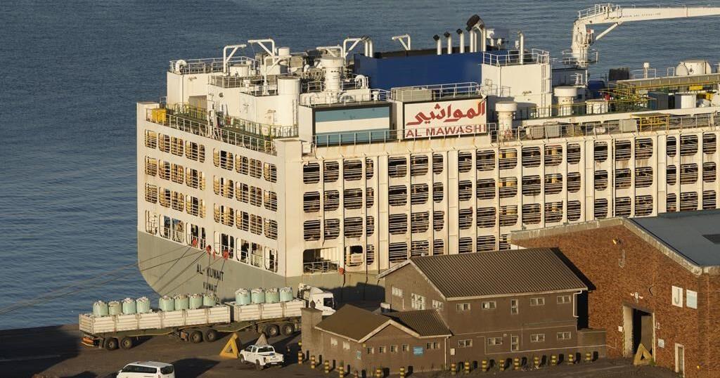 A ship carrying 19,000 cattle caused a big stink in the South African ...