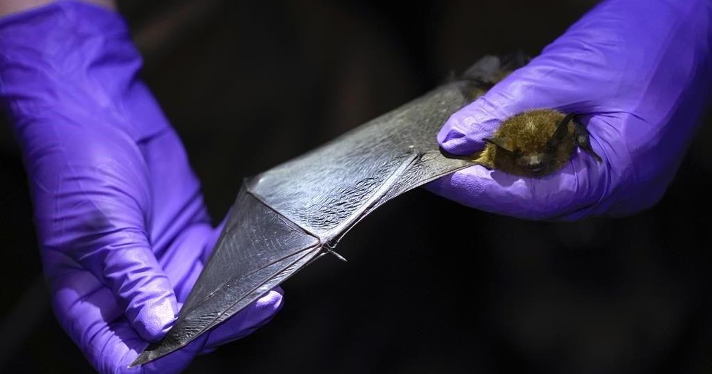 After helping prevent extinctions for 50 years, the Endangered Species ...