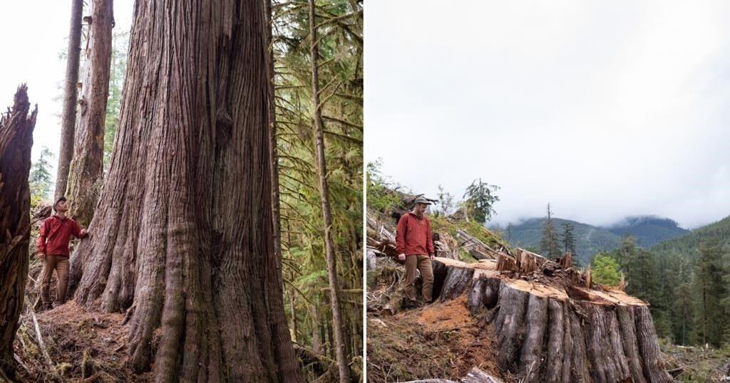 Giant trees still fall amid old-growth funding lag for B.C. First ...