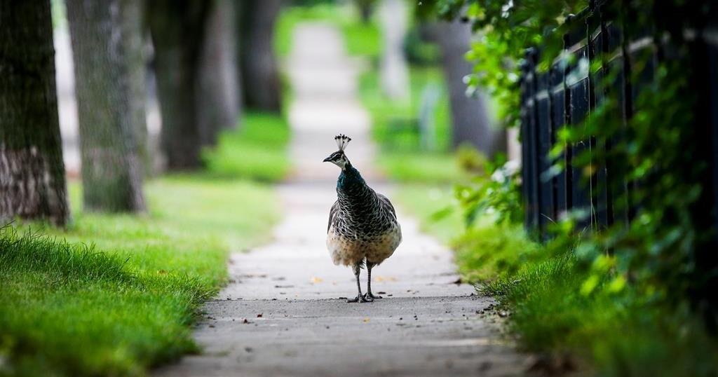 'A unique attraction': How the peacock became a Manitoba community's ...