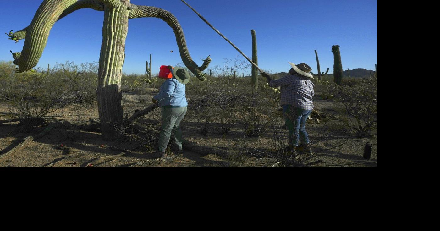 PHOTO ESSAY: Tohono O'odham families carry on sacred saguaro fruit ...