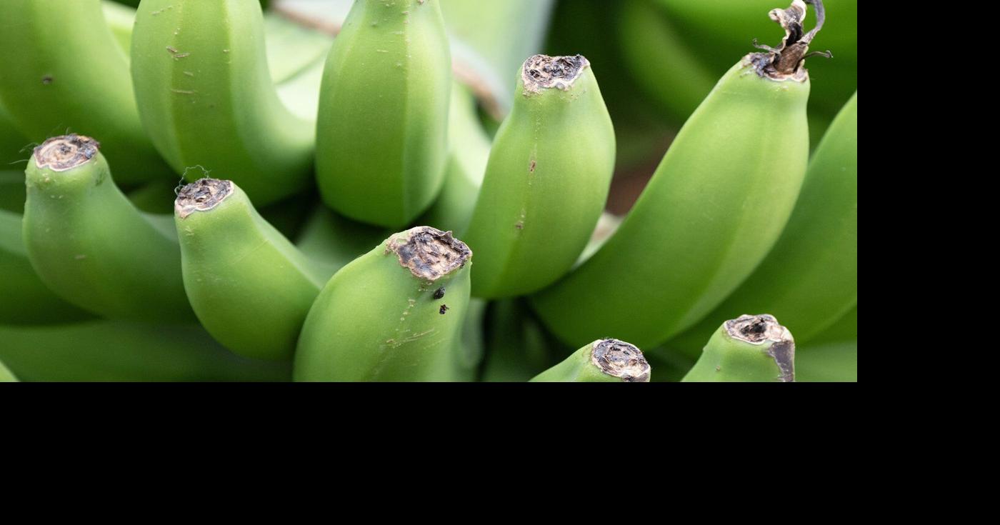 Quebec company hopes its plan to sell bananas, other exotic produce ...