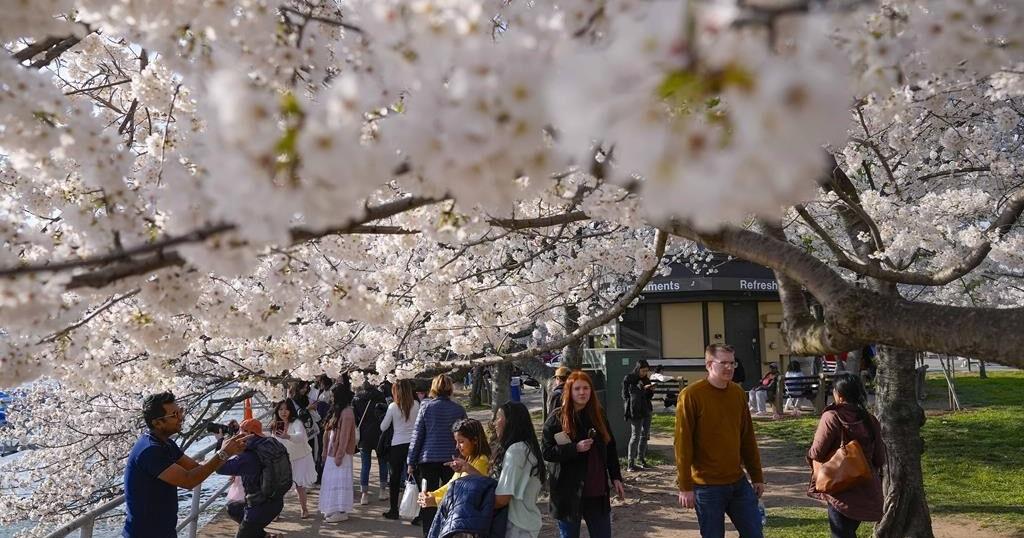 More than 100 iconic cherry trees in Washington are being cut down. So ...