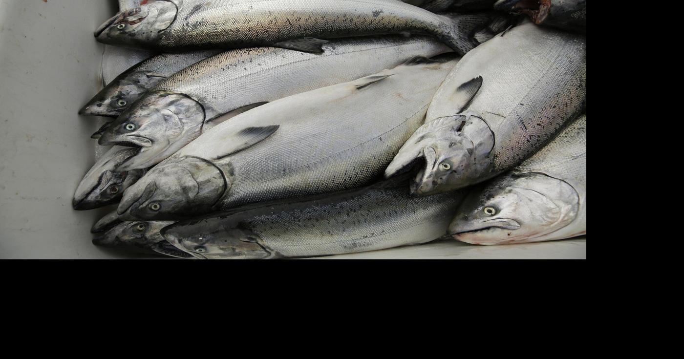 Commercial salmon fishing in California will be closed for a third year ...