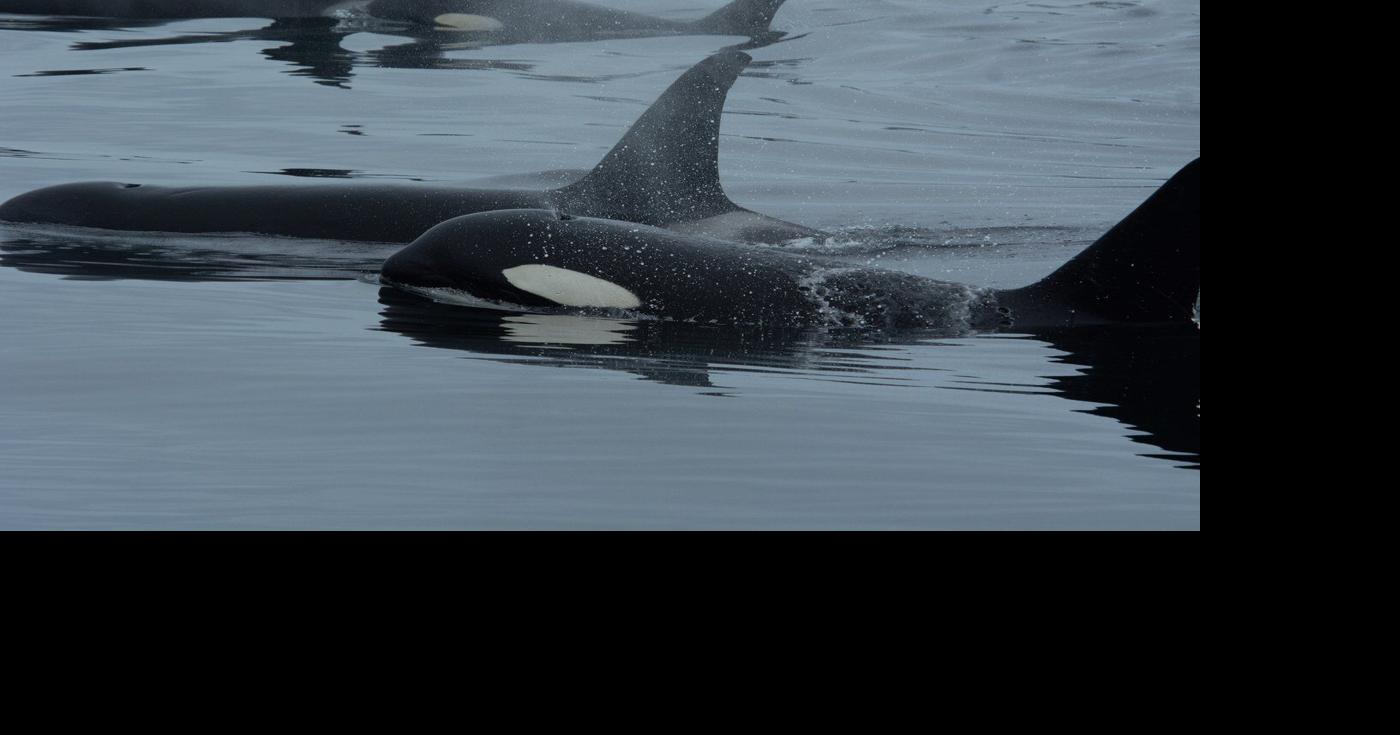 Killer whales and dolphins may be helping each other hunt of B.C. coast ...