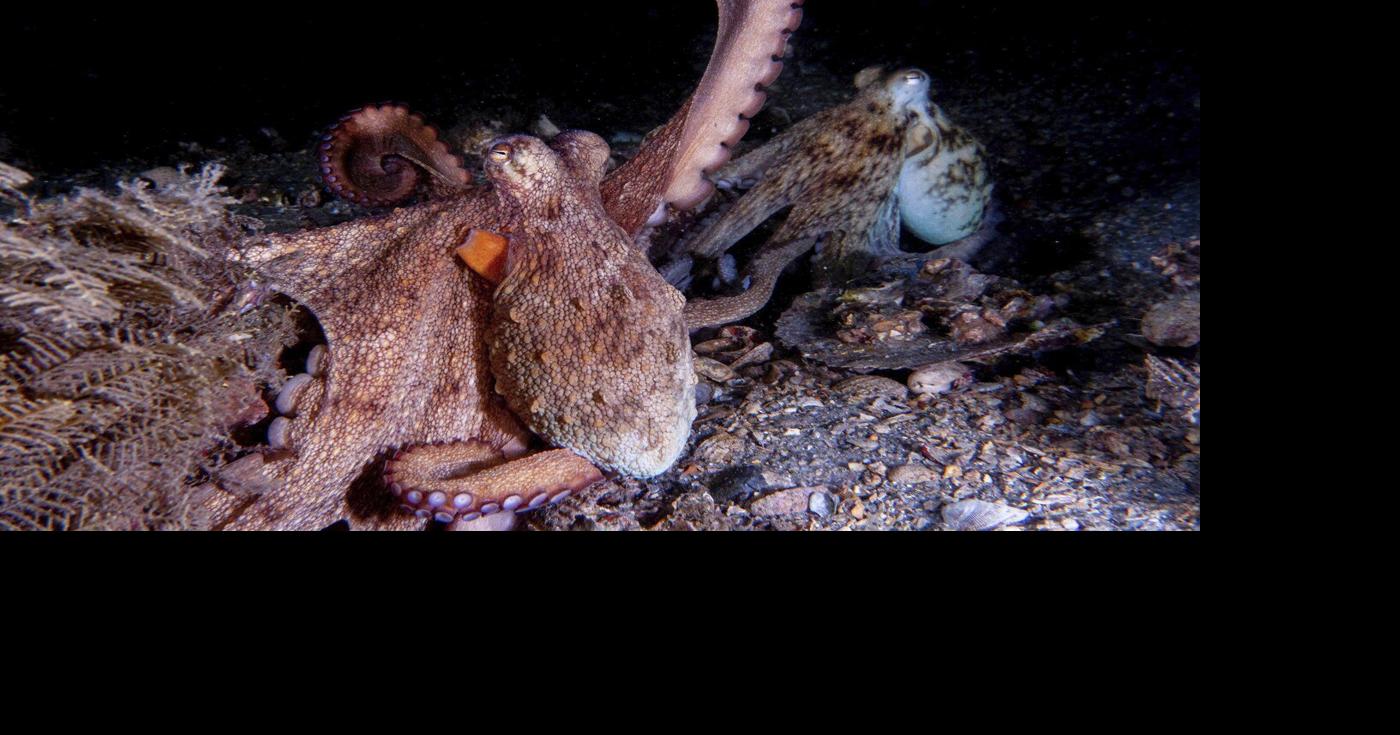 How to use 8 arms? Octopuses tend to explore with their front limbs ...