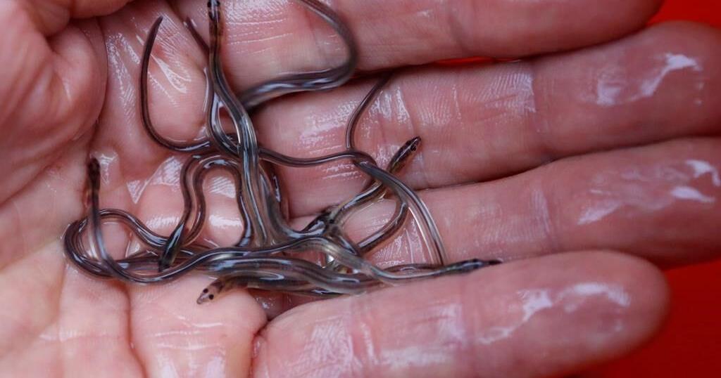 Charges laid in Nova Scotia after dispute over fishing of baby eels ...