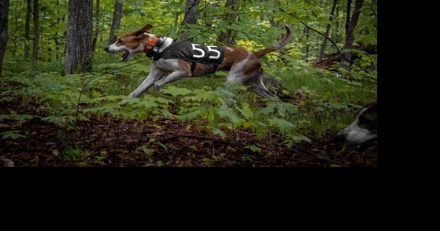 Niche dog sport divided Doug Ford's caucus as expansion plan killed ...