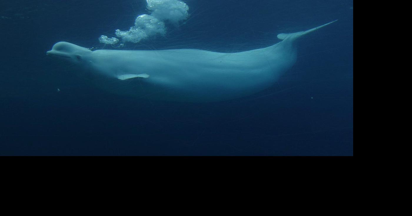 Ottawa gives conditional approval for Marineland to export remaining ...