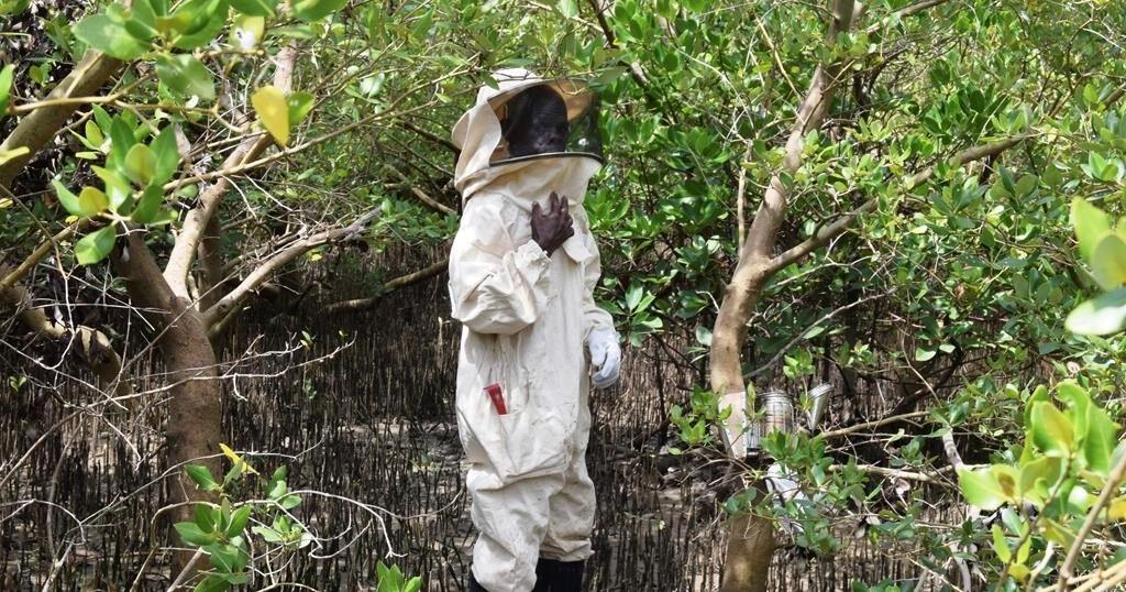 Mind the mangroves! Some Kenyans combat the threat of logging with hidden beehives | Environment ...