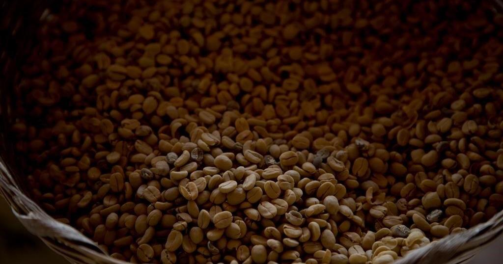 Your morning coffee may be more than a half million years old ...