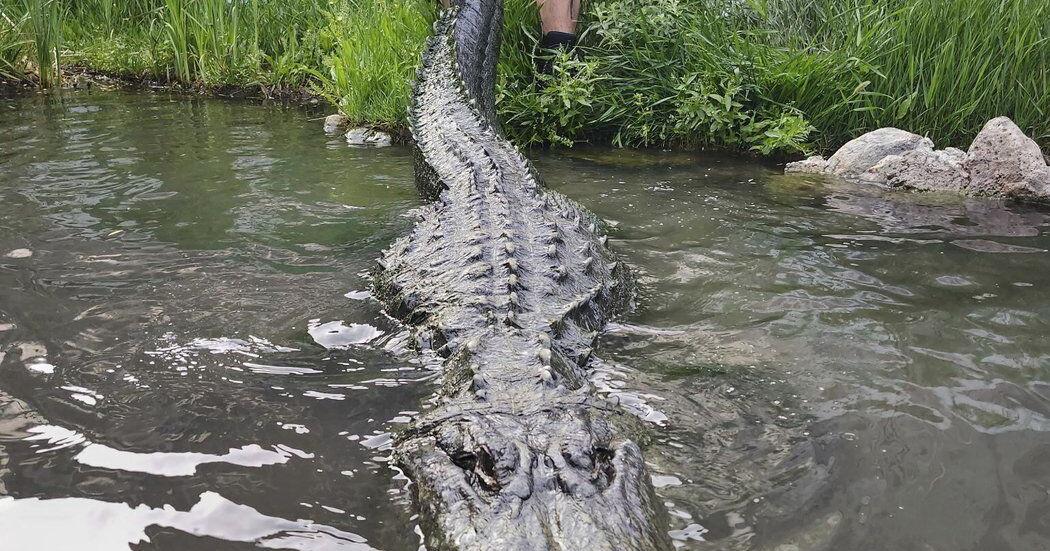 Alligator that starred in 'Happy Gilmore' dies of old age in Colorado ...