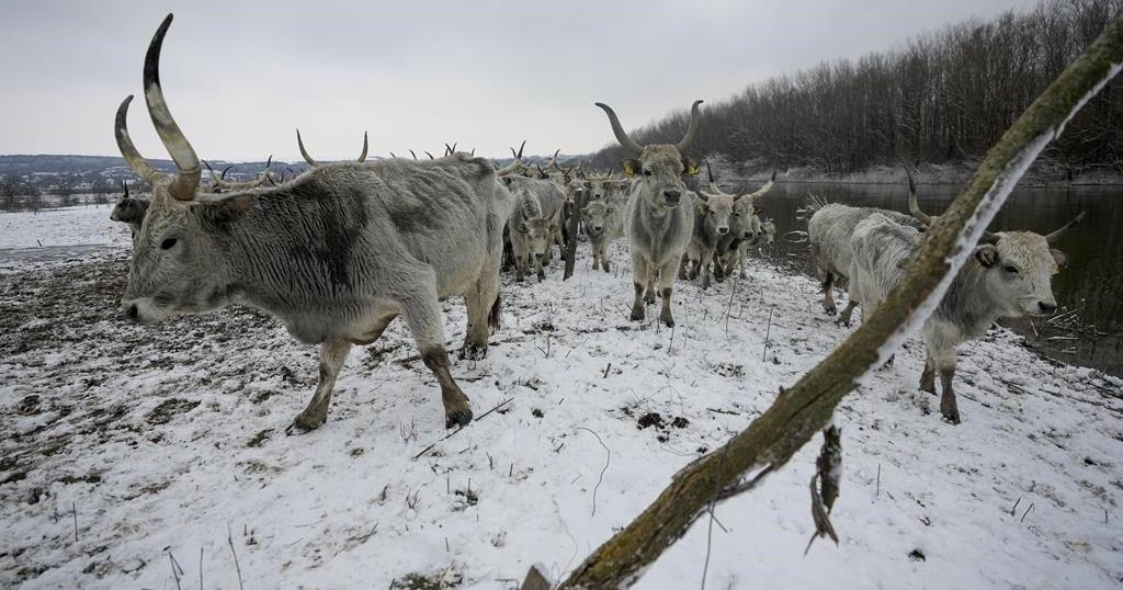 Nearly 200 cows and horses stuck on a Serbian river island in cold ...