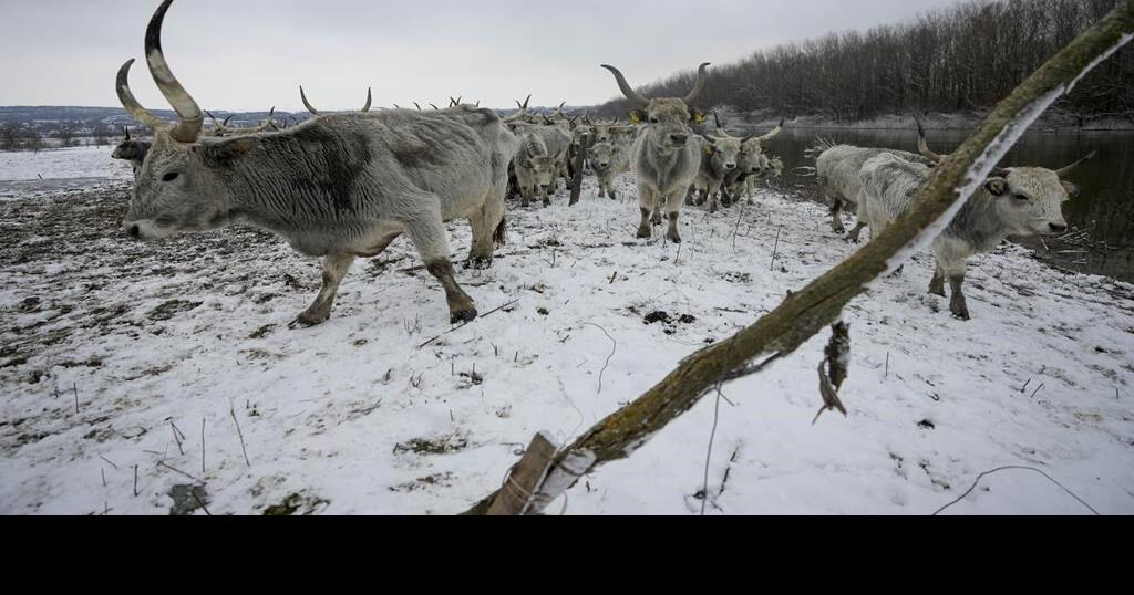 Nearly 200 cows and horses stuck on a Serbian river island in cold ...