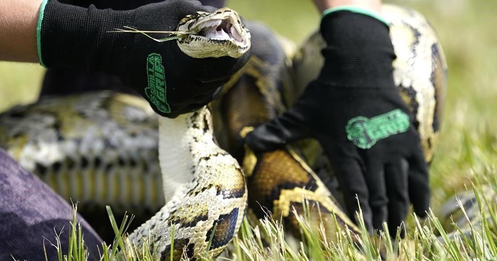 Grand prize winner removed 20 Burmese pythons from the wild in Florida ...