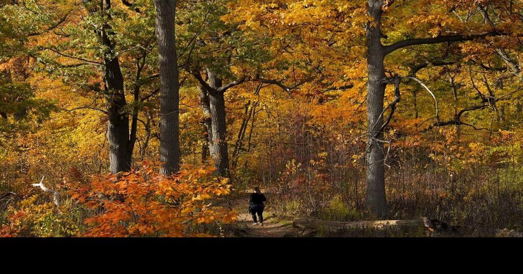 Weather Network forecasts 'fickle fall' in Canada with season to start cold, end mild | National ...