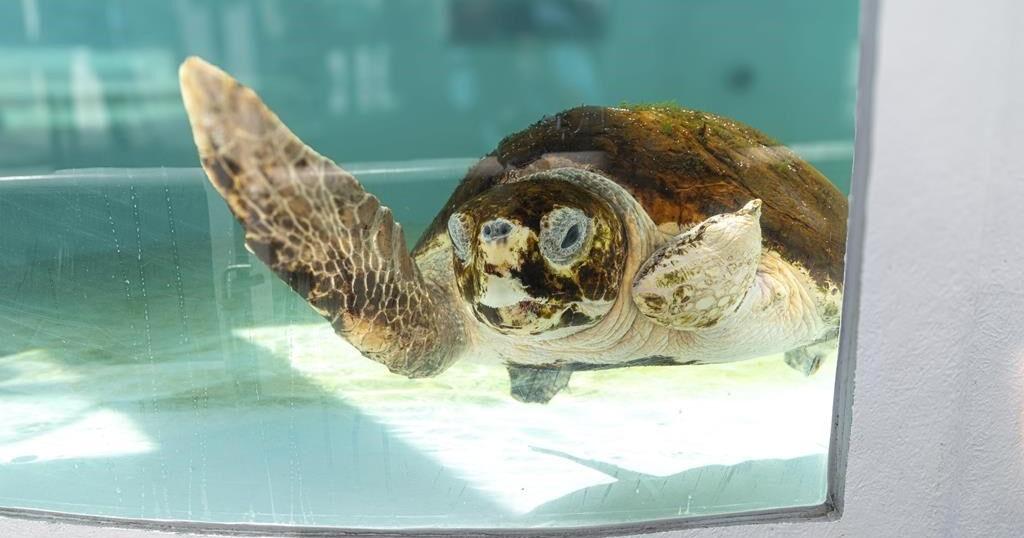 2 injured loggerhead turtles triumphantly crawl into the Atlantic after ...