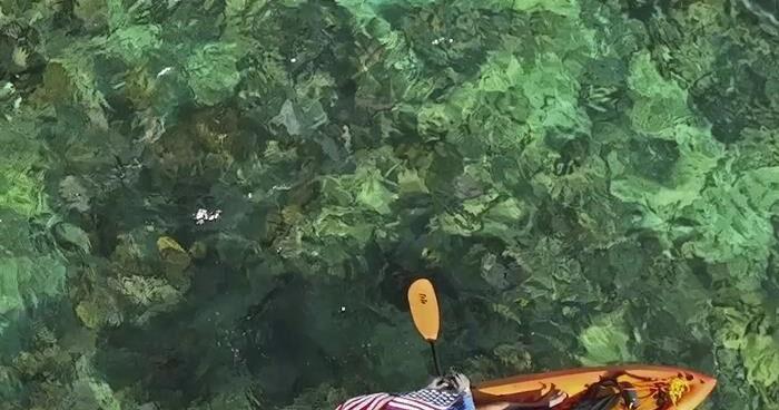 Former Olympic champion and college All-American win swim around ...