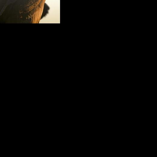 A rare condor hatched and raised by foster parents in captivity now ...