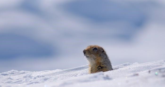 Climate change could mean fewer 'date nights' for Arctic ground squirrels: study | Science News ...