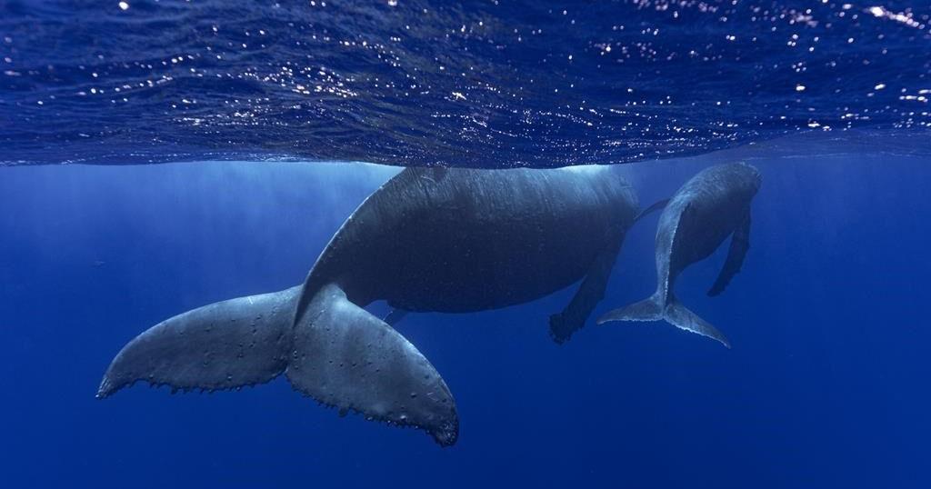 How do whales sing? Lab experiments suggest their voice boxes have a ...