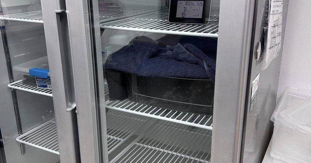 Franklin the tortoise moving out of refrigerator after chilling since ...