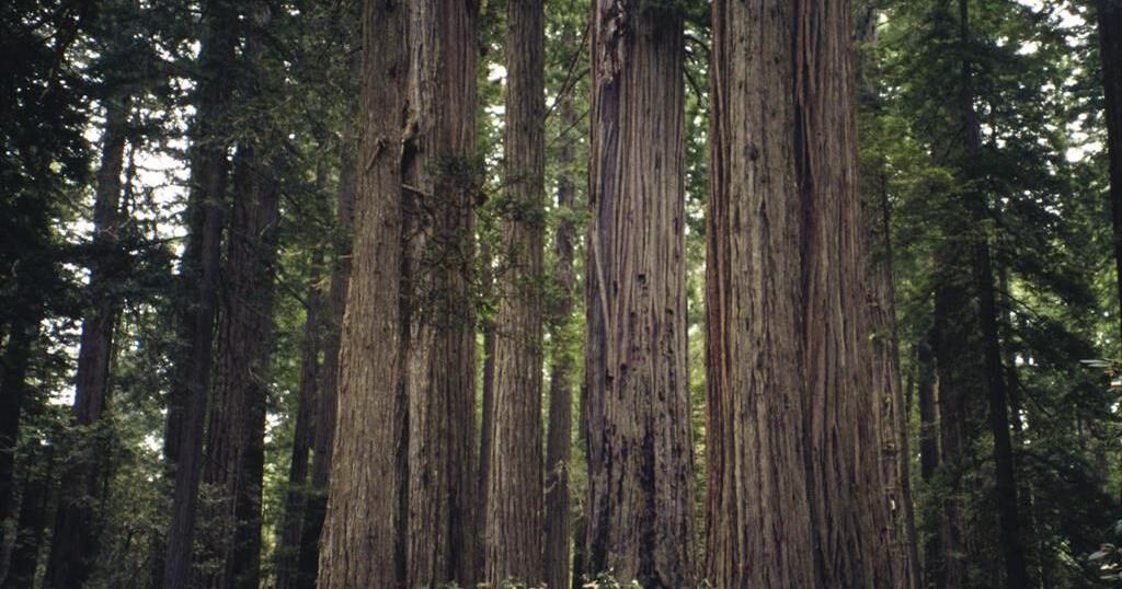 For Arbor Day, plant a tree resilient to climate change | World News ...