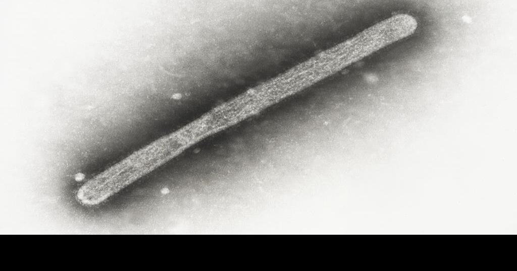 Video shows public health officials planning for possible H5N1 spread ...