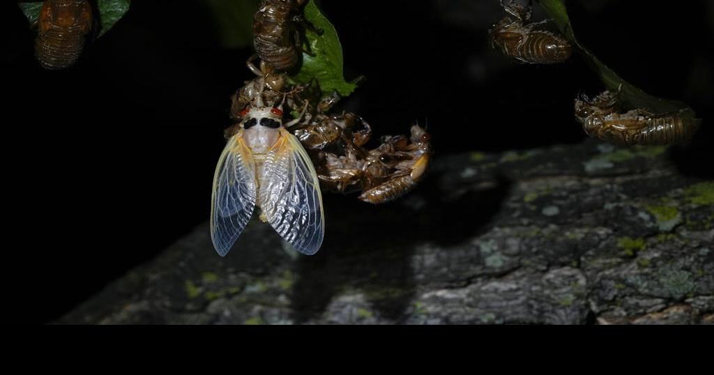 Illinois is hit with cicada chaos. This is what it's like to see, hear ...