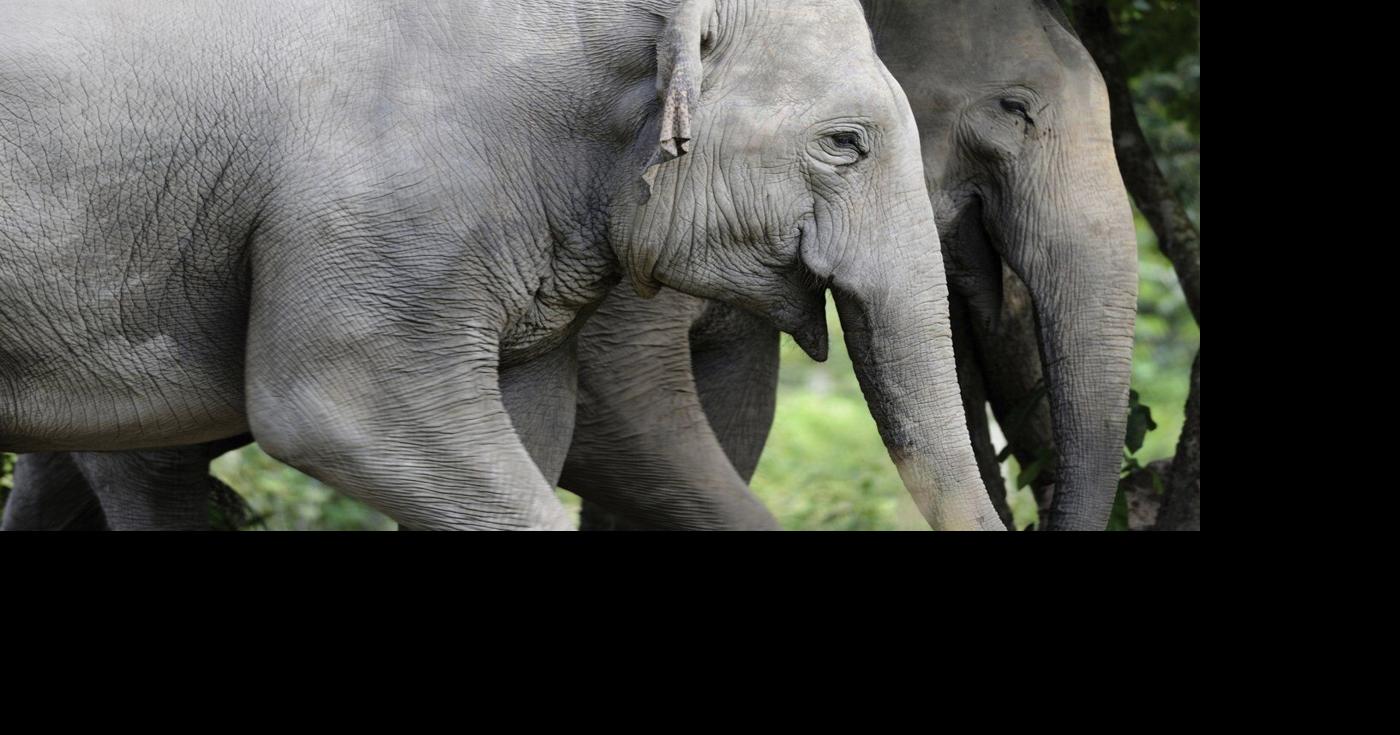 The Asian elephant population in Cambodia is more robust than ...